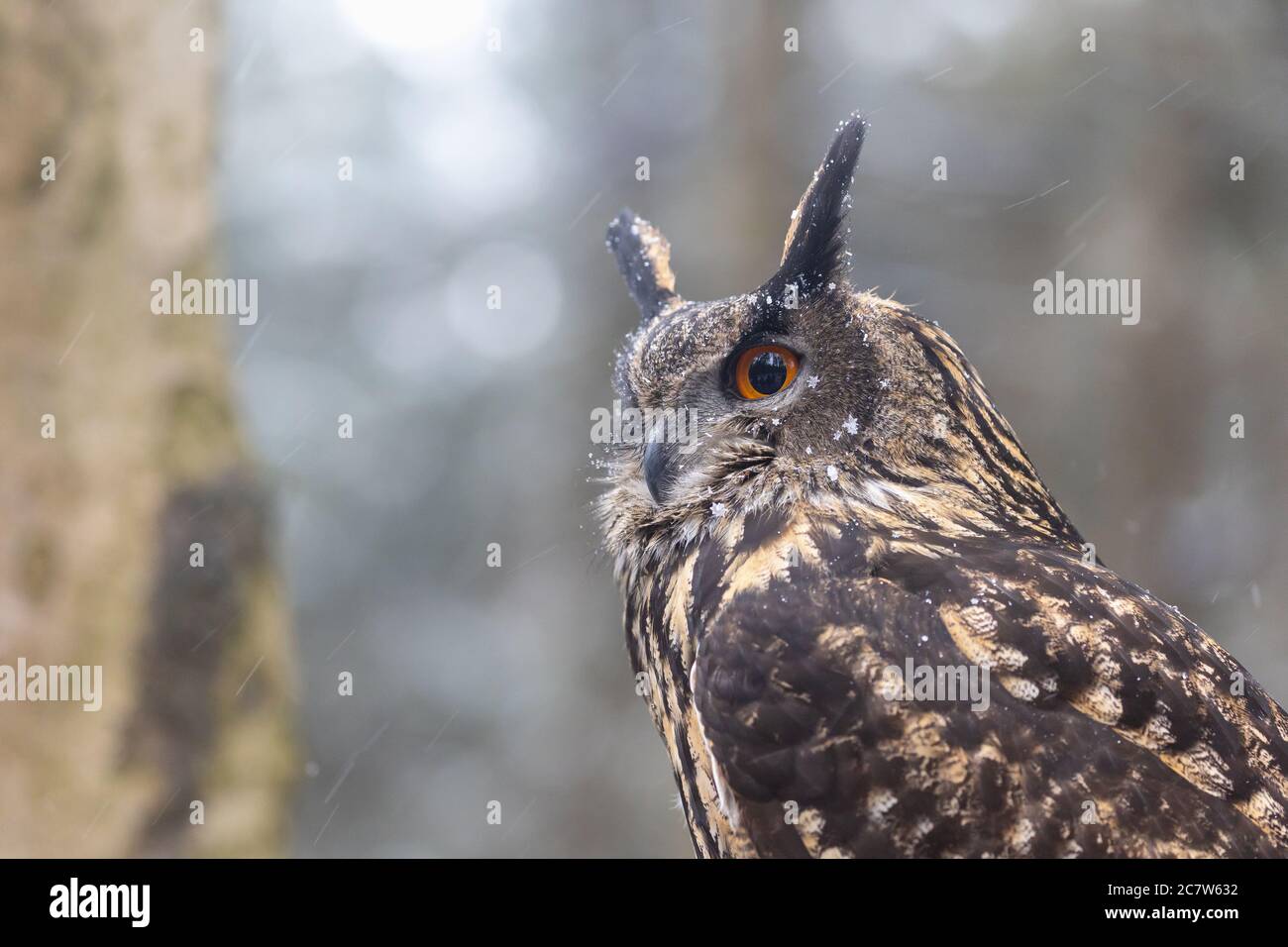 Side view portrait of Brown Owl closeup. There is enough space in the ...