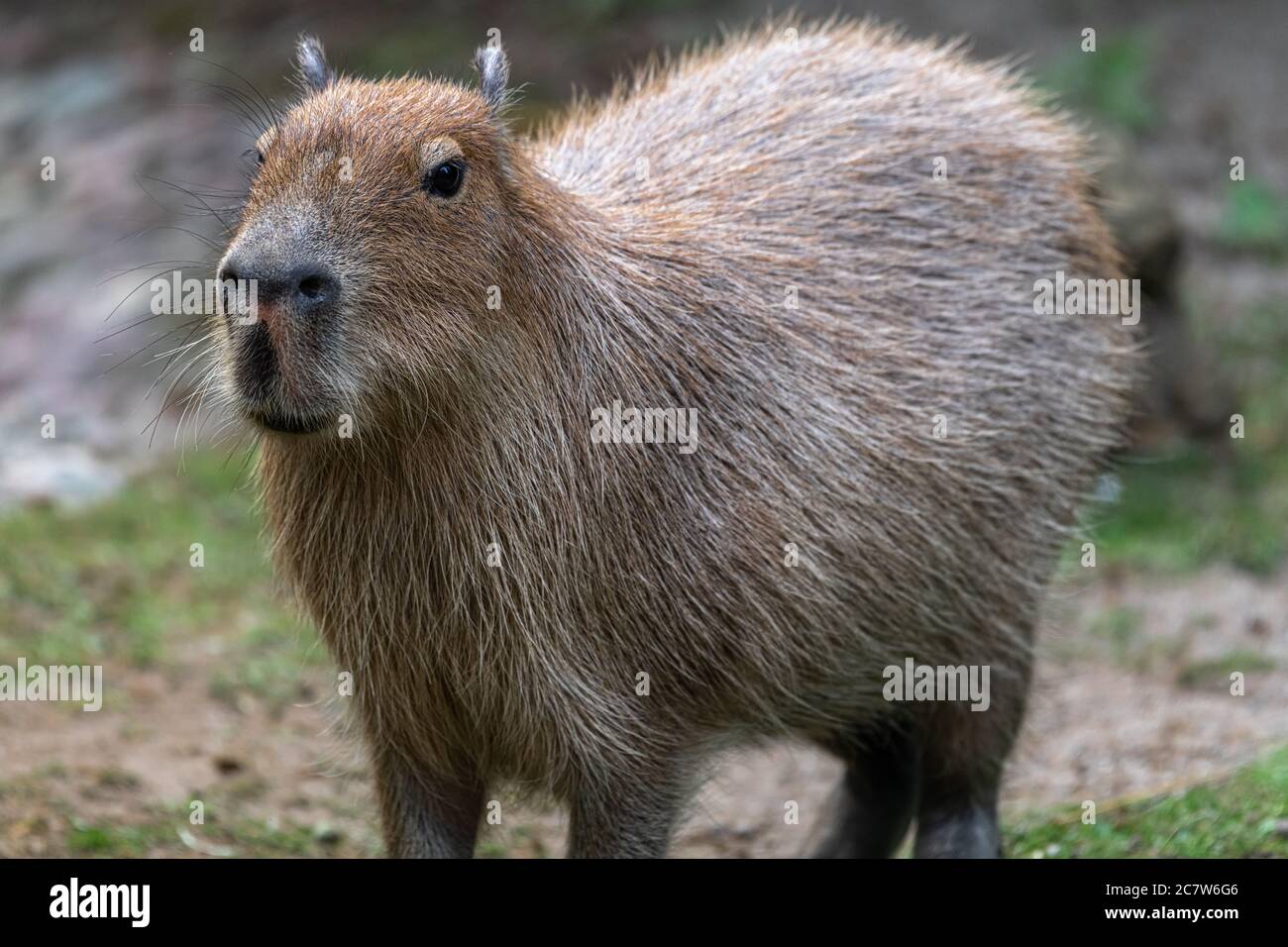 Capybara or Carpincho (Hydrochoerus hydrochaeris Stock Photo - Alamy