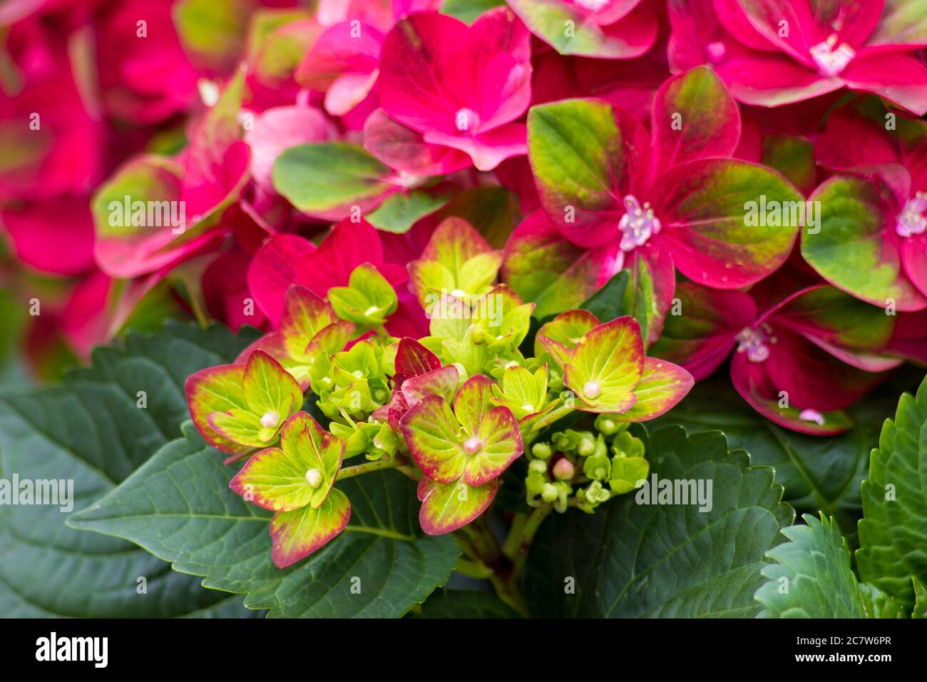 Red hortensia hi-res stock photography and images - Alamy