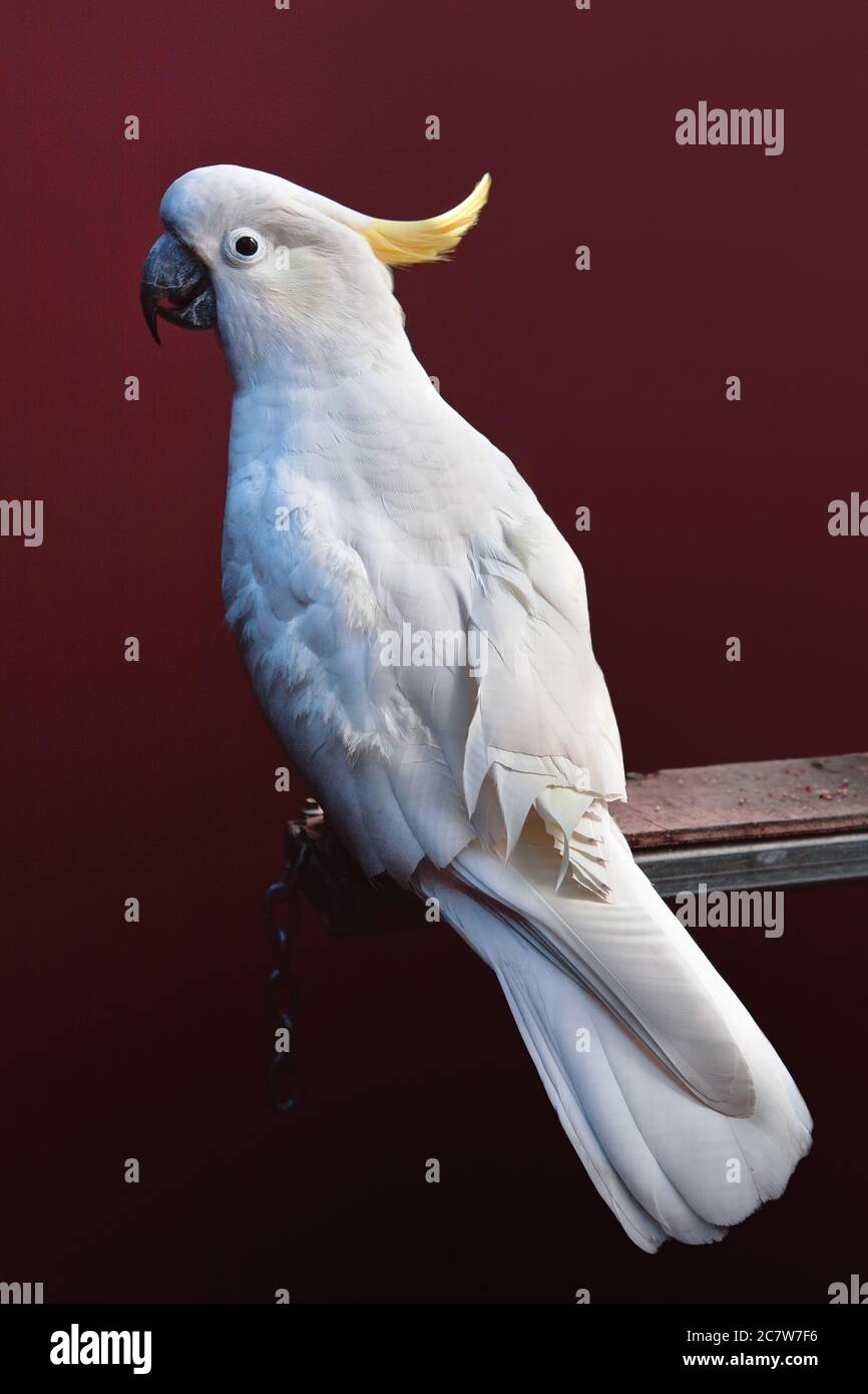 Cockatoo bar hi-res stock photography and images - Alamy