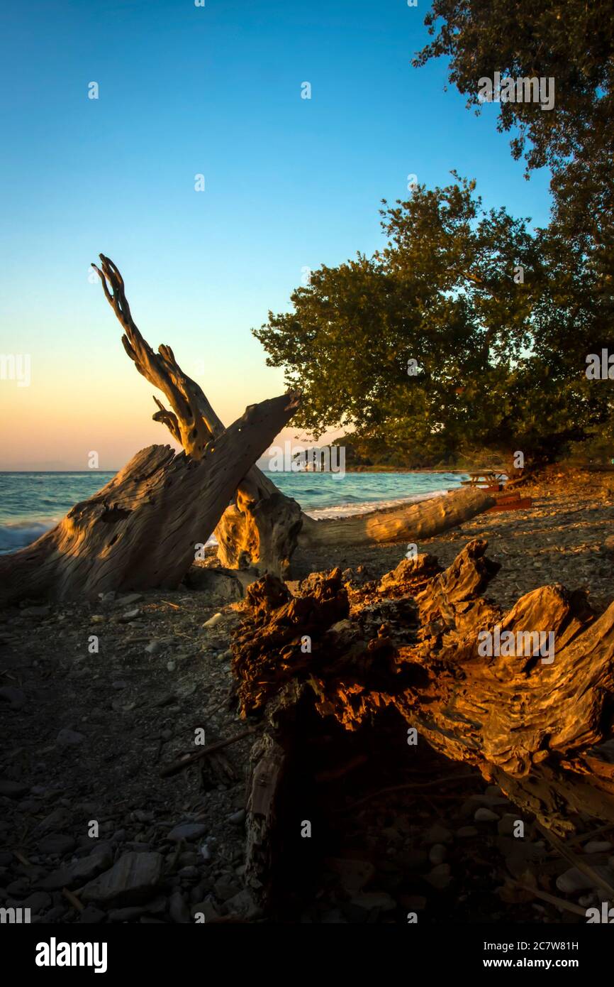 Sunset nature. Sea, sand and dry tree. Sunset landscape photography ...