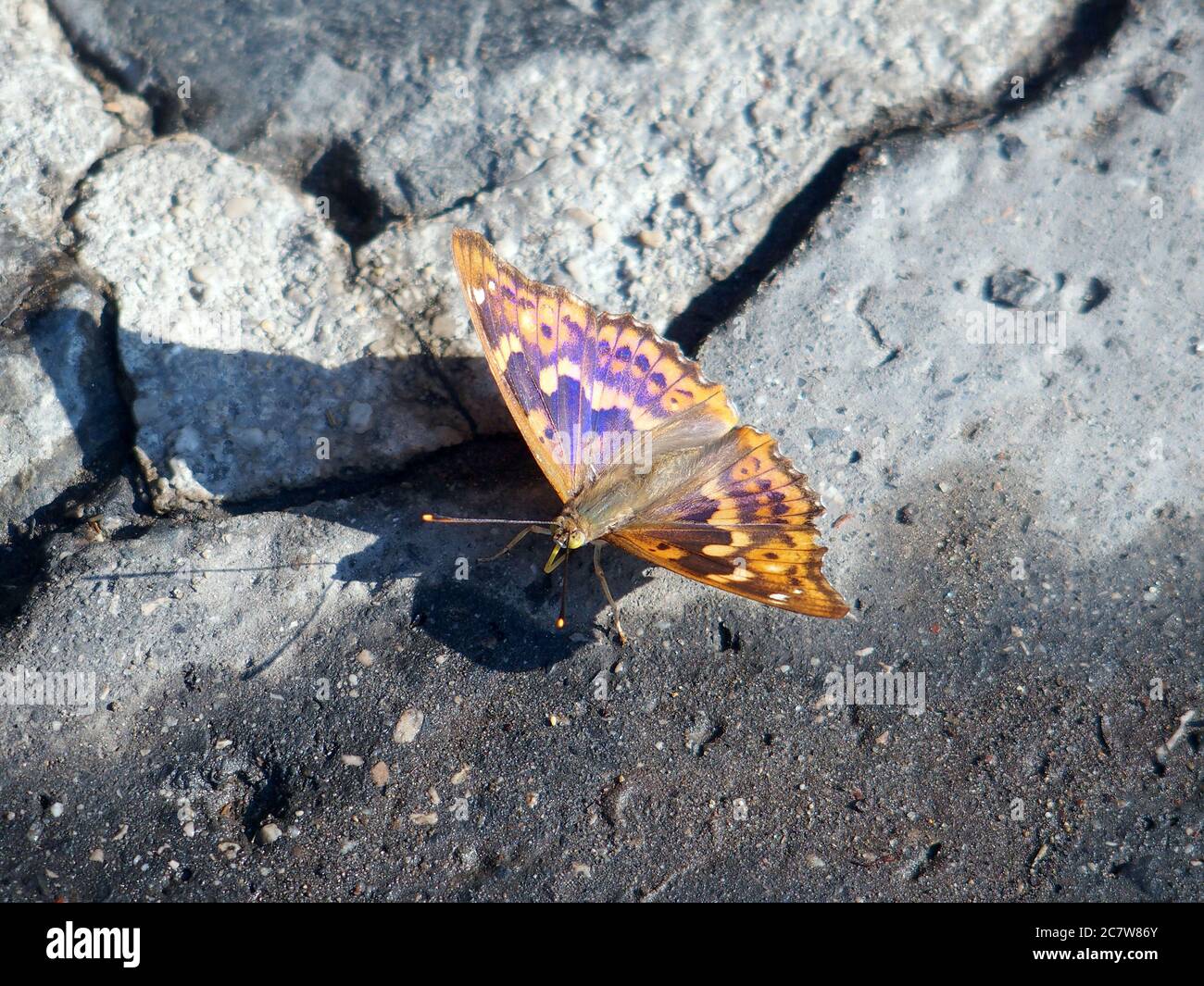 lesser purple emperor, Kleiner Schillerfalter, Apatura ilia, kis ...