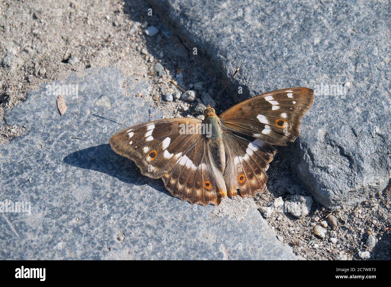 lesser purple emperor, Kleiner Schillerfalter, Apatura ilia, kis ...
