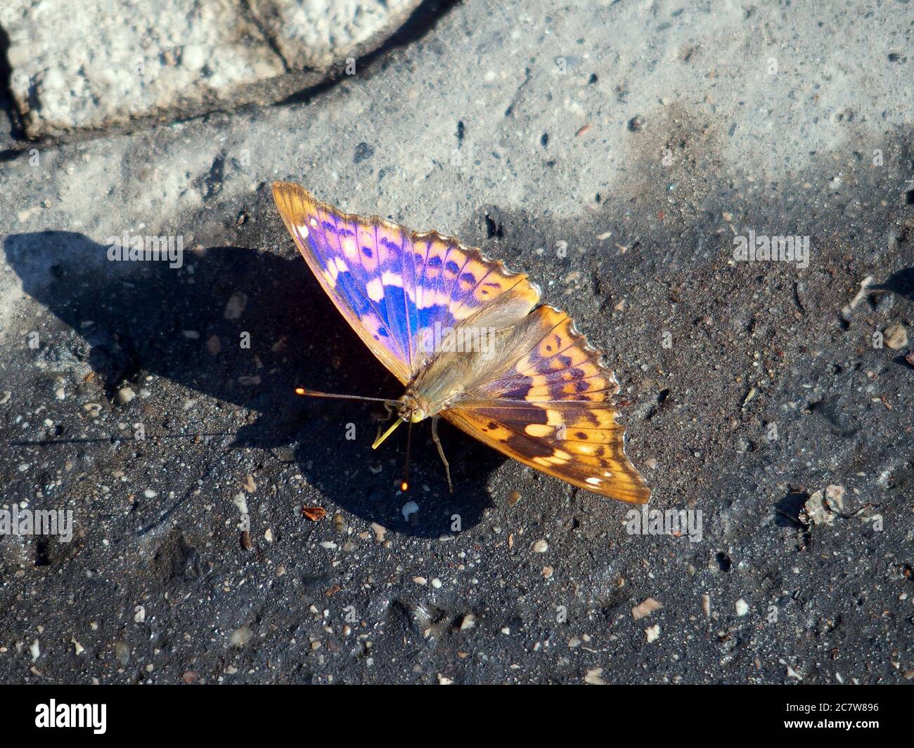 lesser purple emperor, Kleiner Schillerfalter, Apatura ilia, kis ...