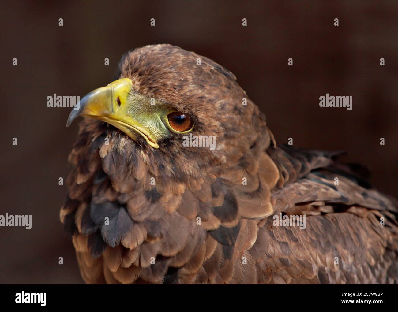 Bateleur Eagle (Terathopius ecaudata) Juvenile Stock Photo - Alamy