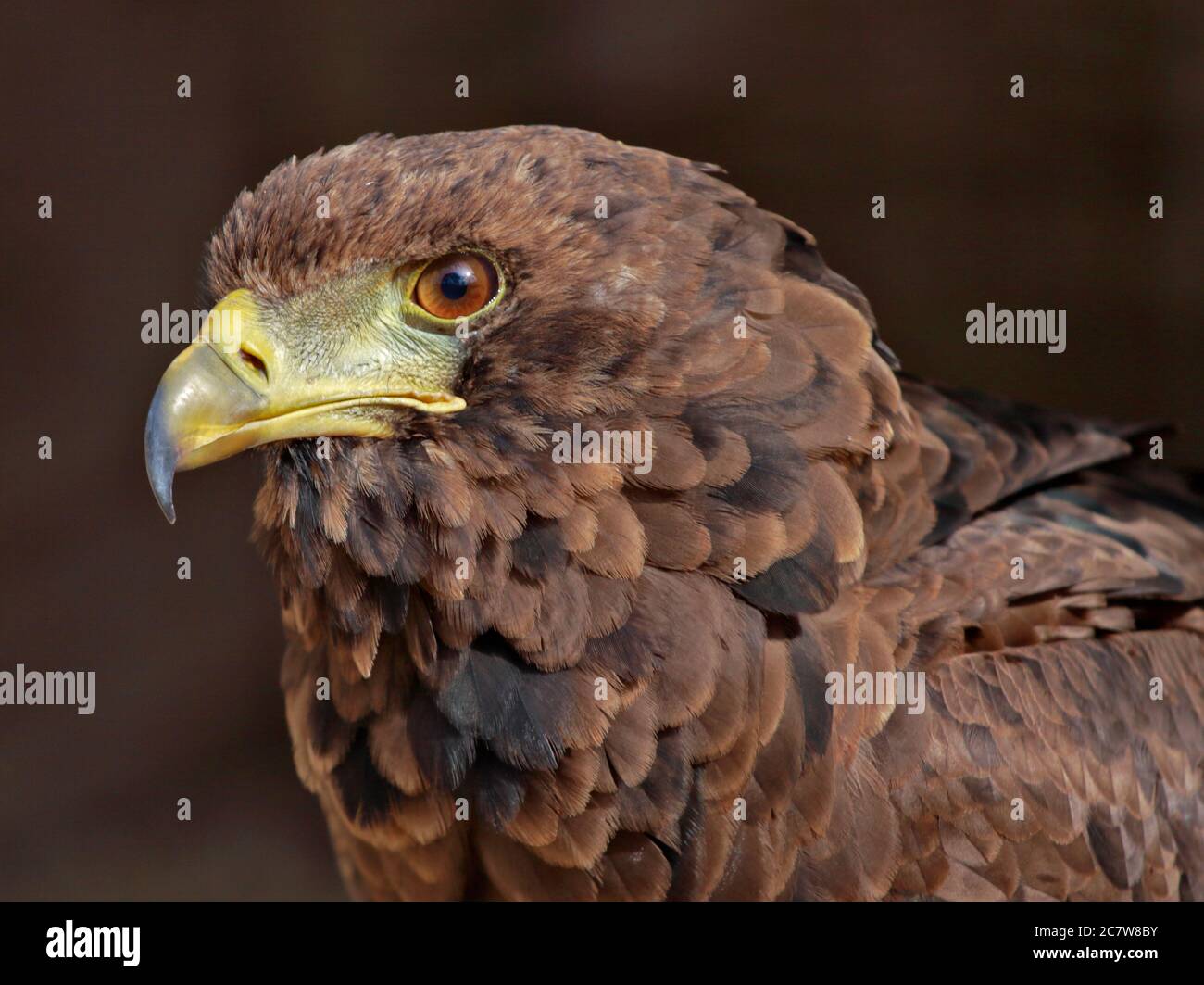 Bateleur Eagle (Terathopius ecaudata) Juvenile Stock Photo - Alamy