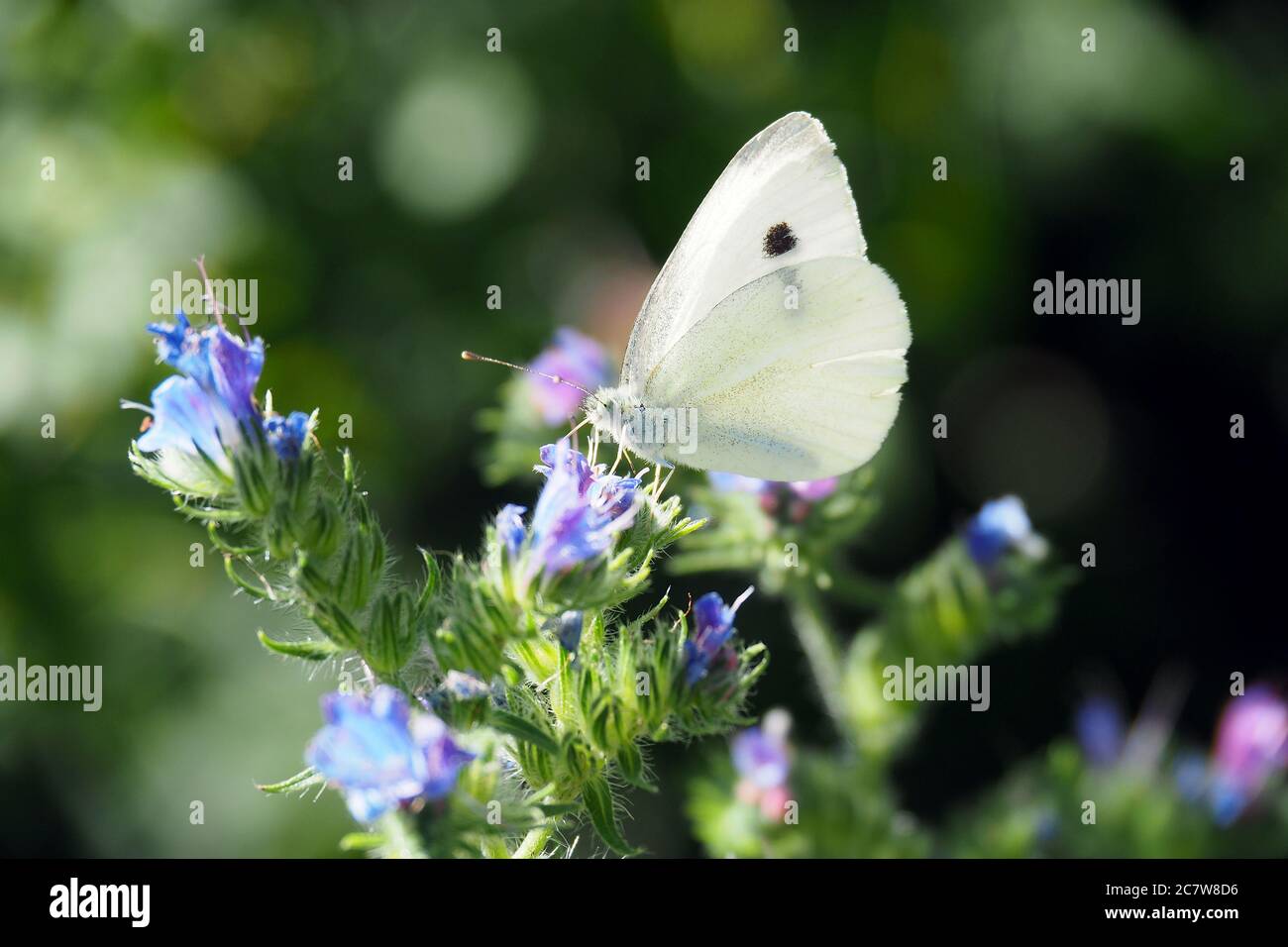 small white, cabbage white, cabbage butterfly, white butterfly, small ...