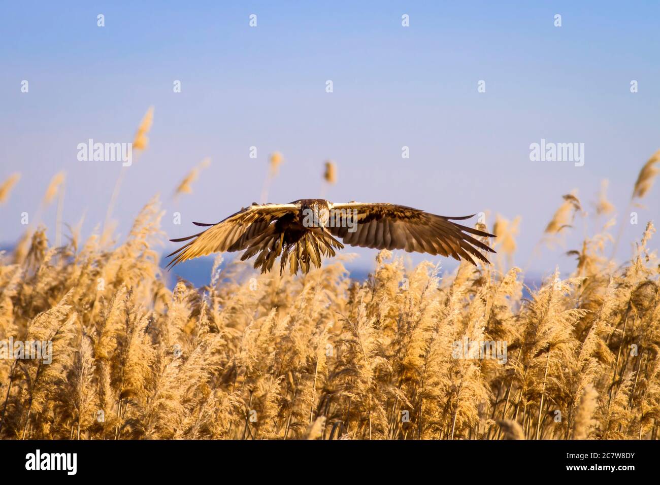 Bird of prey. Flying bird. Nature background. Western Marsh Harrier ...