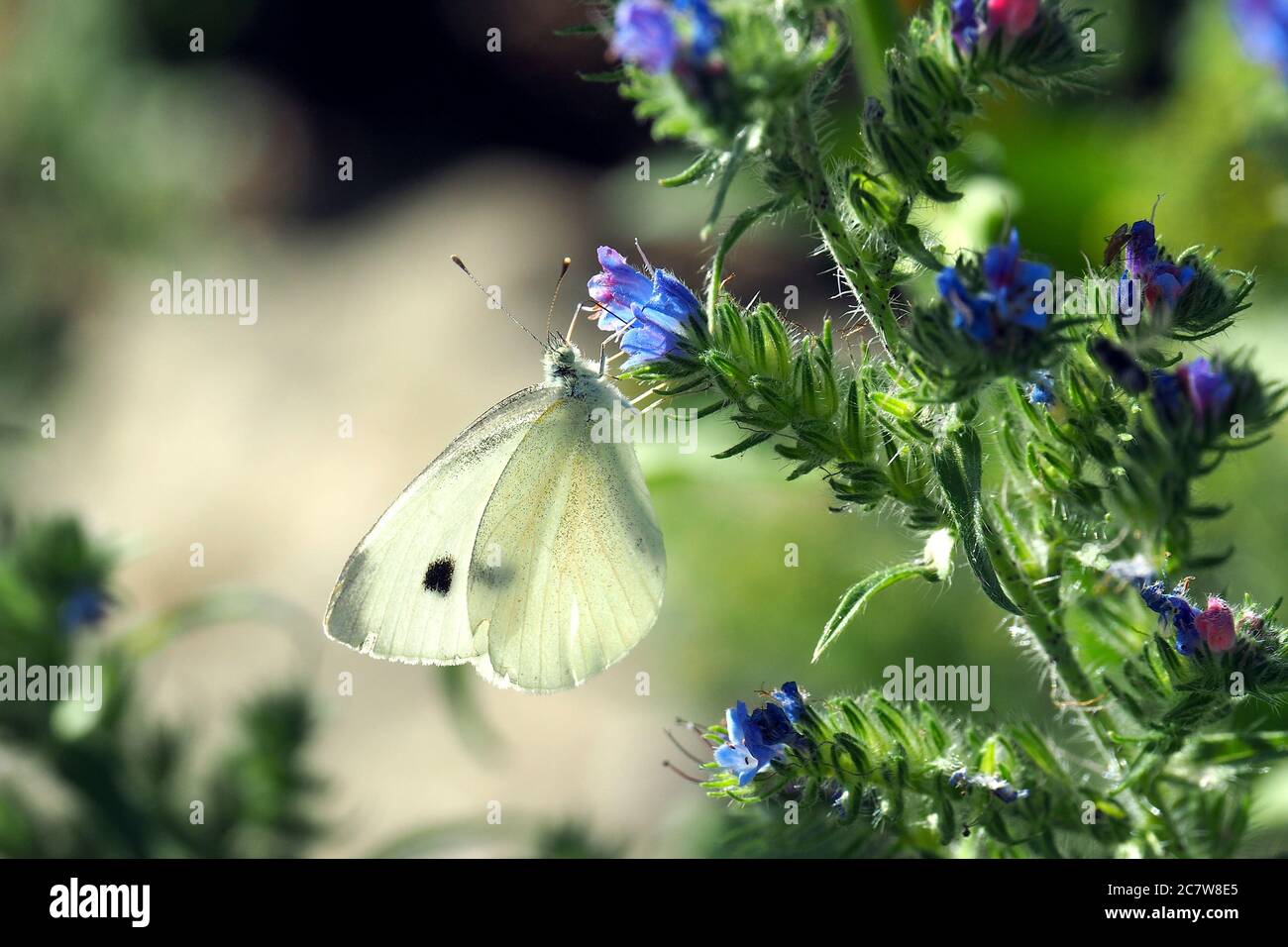 small white, cabbage white, cabbage butterfly, white butterfly, small ...