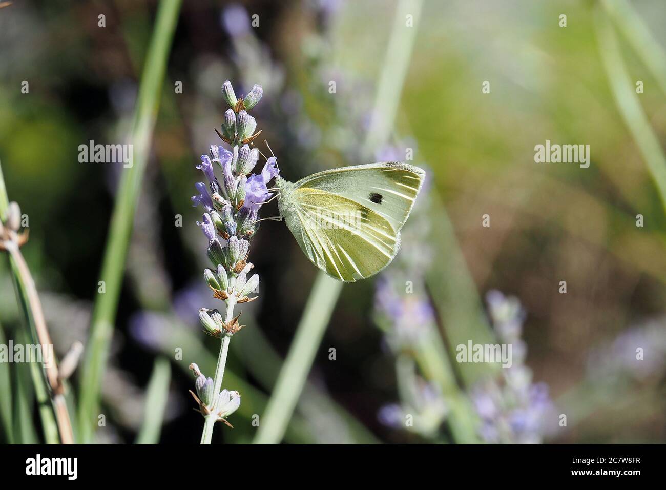 small white, cabbage white, cabbage butterfly, white butterfly, small ...