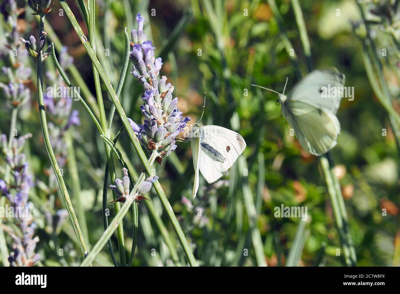 small white, cabbage white, cabbage butterfly, white butterfly, small ...
