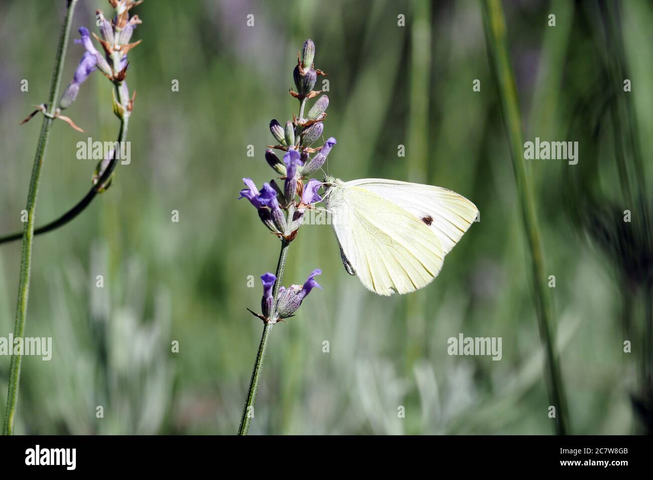 small white, cabbage white, cabbage butterfly, white butterfly, small ...