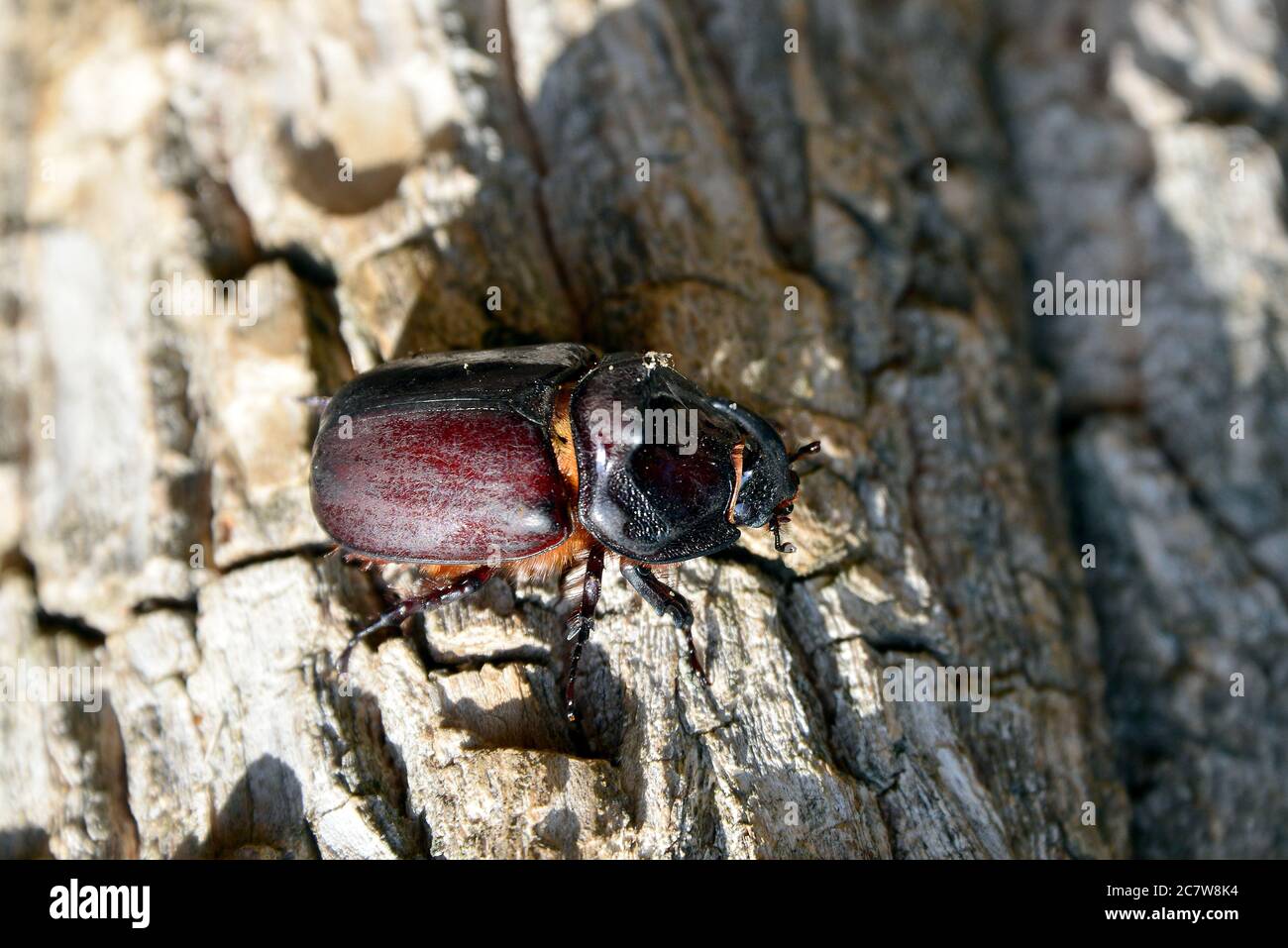 Oryctes nasicornis hi-res stock photography and images - Alamy