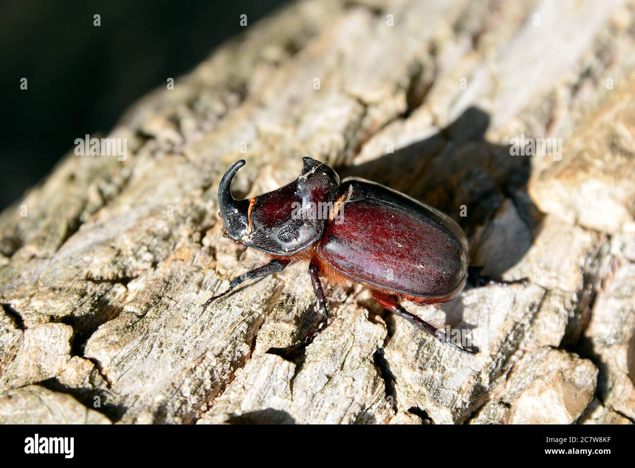 Scarabee rhinoceros europeen hi-res stock photography and images - Alamy