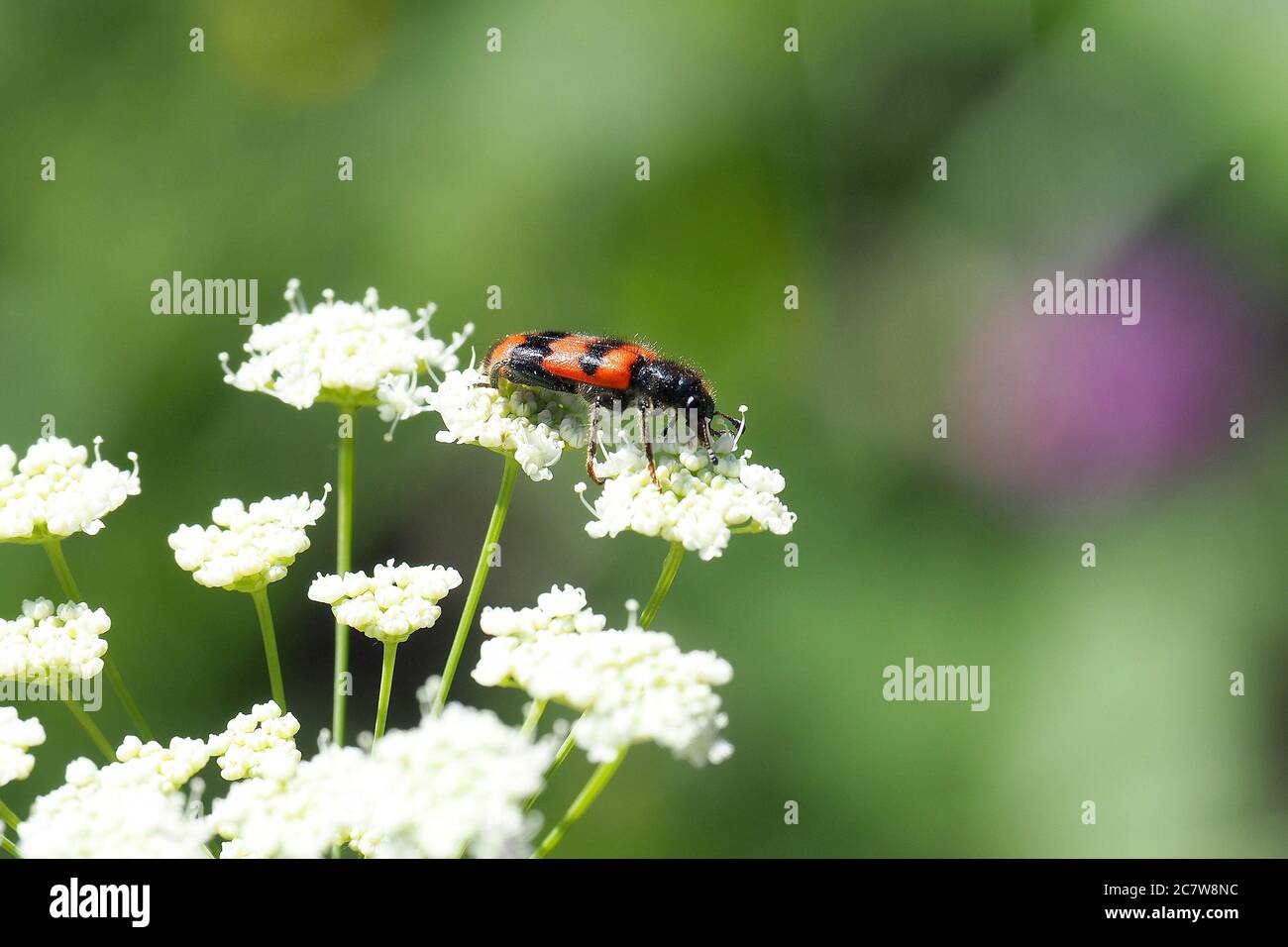 Bee-Eating Beetle, Gemeiner Bienenkäfer, Immenkäfer, Immenwolf ...