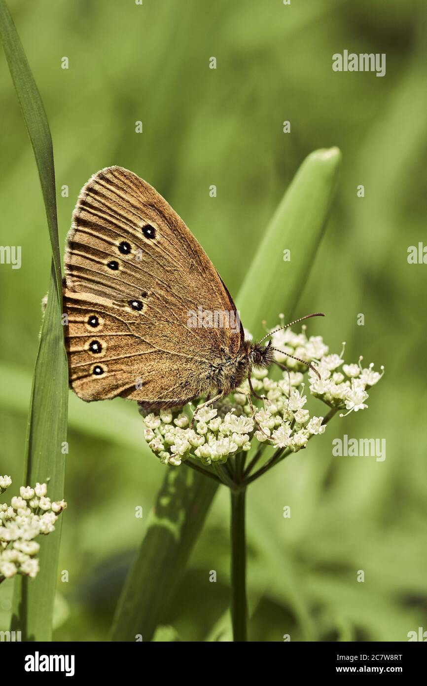 Beautiful ringlet butterfly hi-res stock photography and images - Alamy