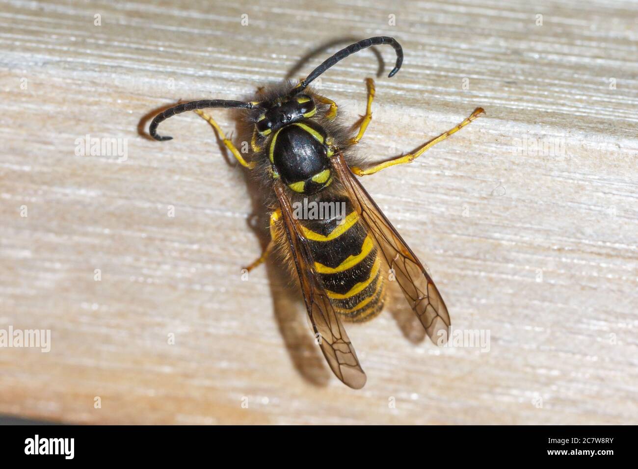 German insect fauna hi-res stock photography and images - Alamy