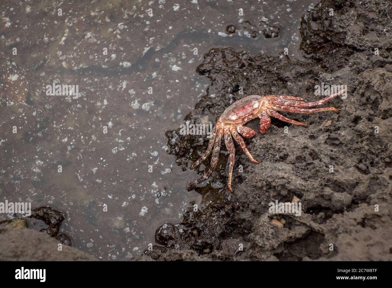 Overhead top view of a crab in a mud near water - perfect for wallpaper ...