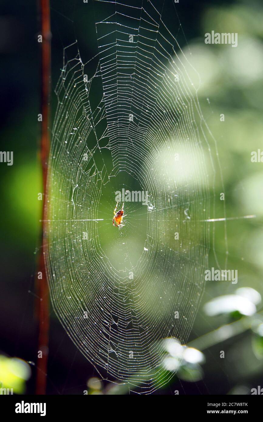 spider, cobweb, Spinne, Araneus sp., keresztespók Stock Photo - Alamy