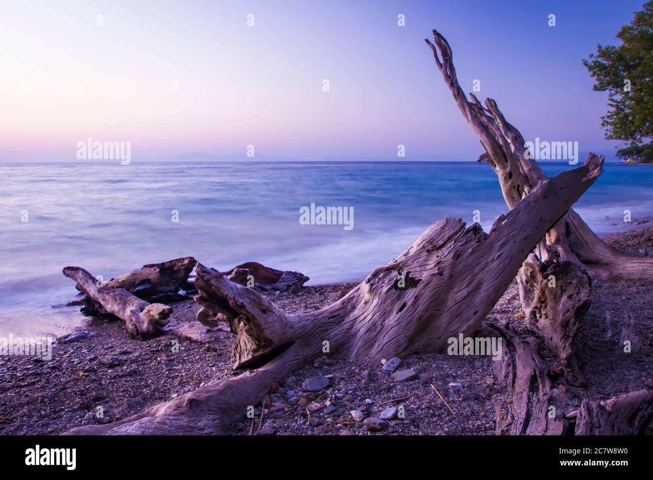 Sunset nature. Sea, sand and dry tree. Sunset landscape photography ...