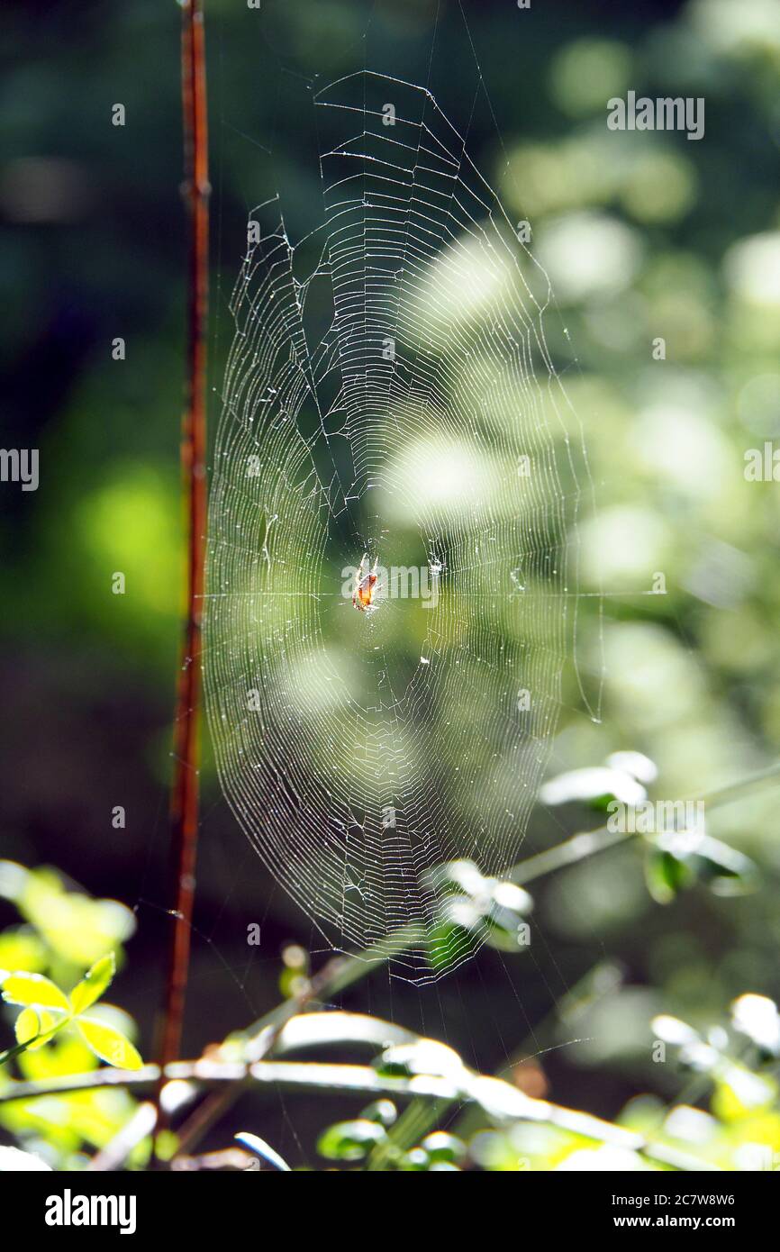 spider, cobweb, Spinne, Araneus sp., keresztespók Stock Photo - Alamy