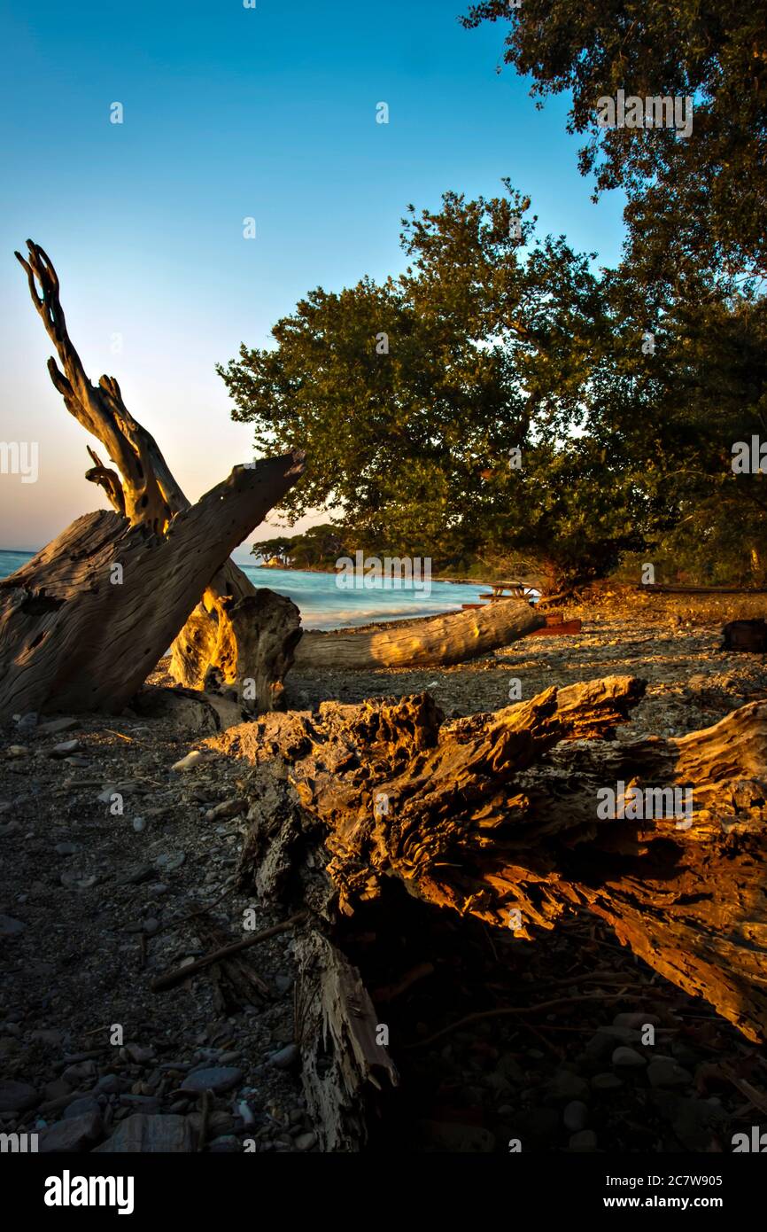 Sunset nature. Sea, sand and dry tree. Sunset landscape photography ...