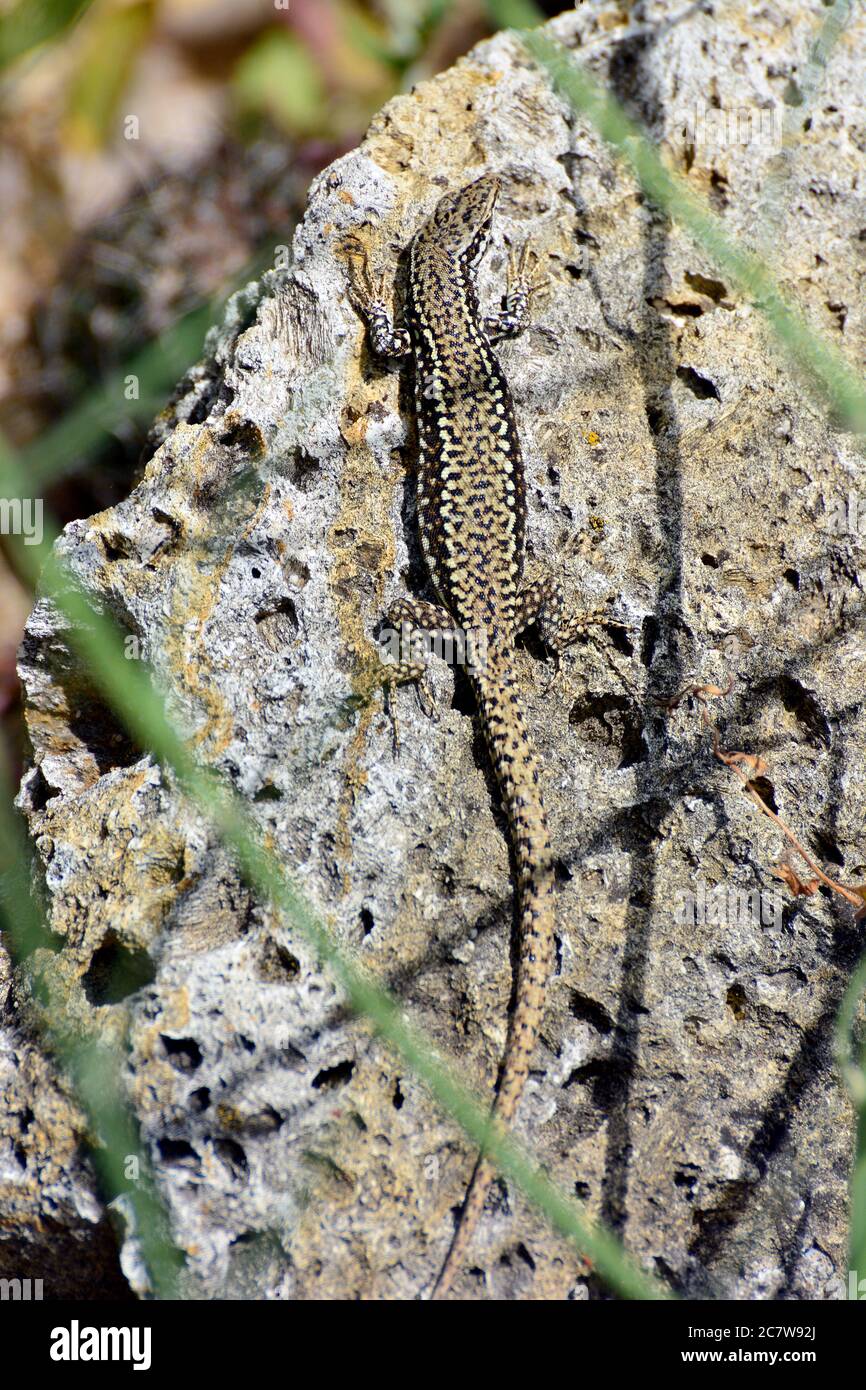 common wall lizard, European wall lizard, Mauereidechse, Lézard des ...