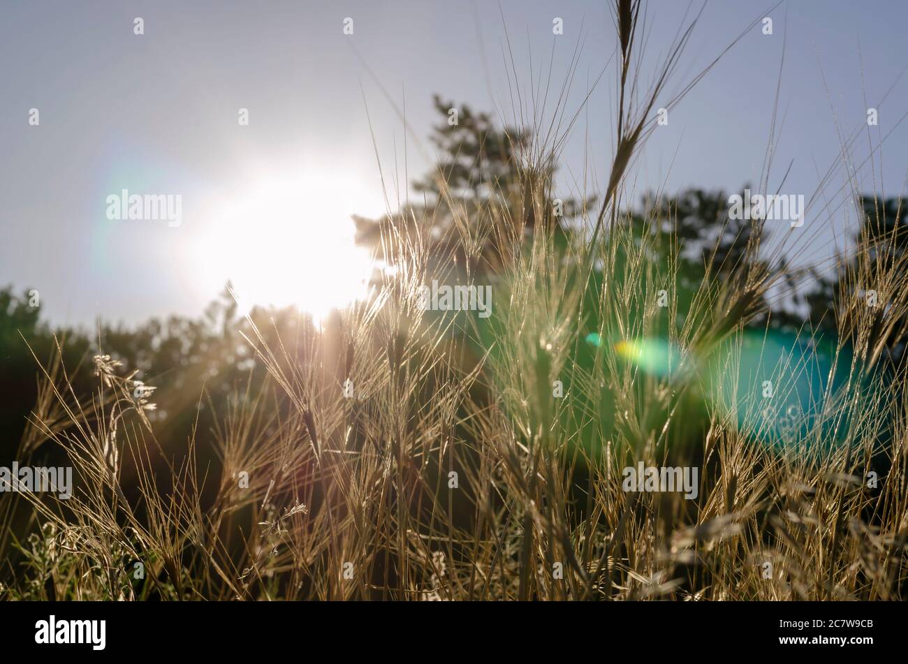 Sun glare on the stems and ears of wild grasses. First rays of summer ...