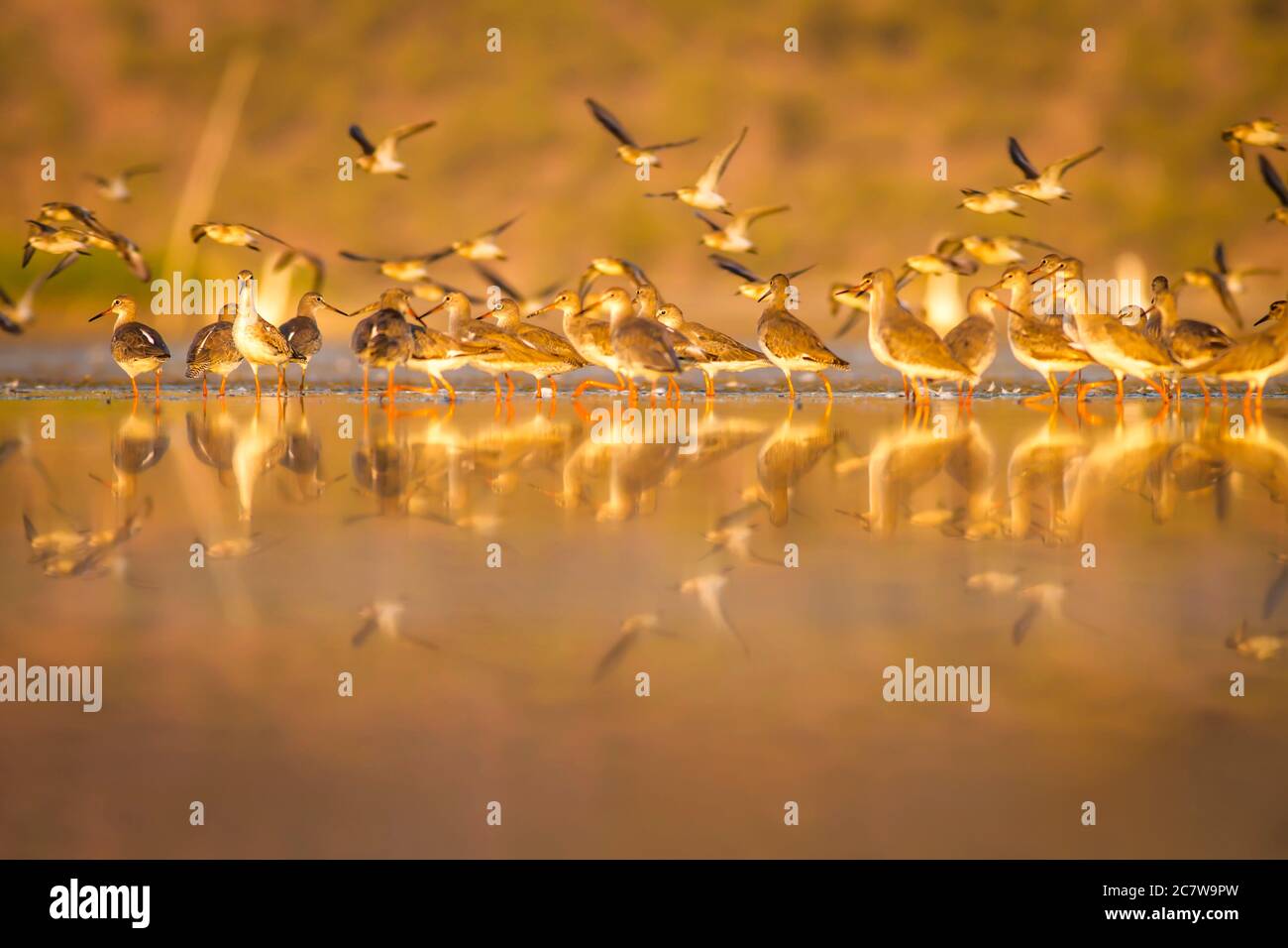 Flock of birds. Sunset lake backgorund. Birds: Common Redshank. Tringa ...