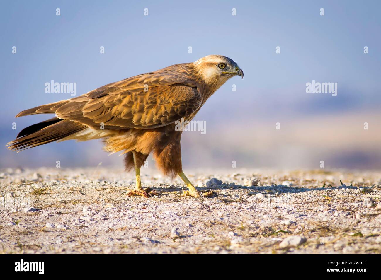 Bird of prey. Buzzard. Nature background Stock Photo - Alamy