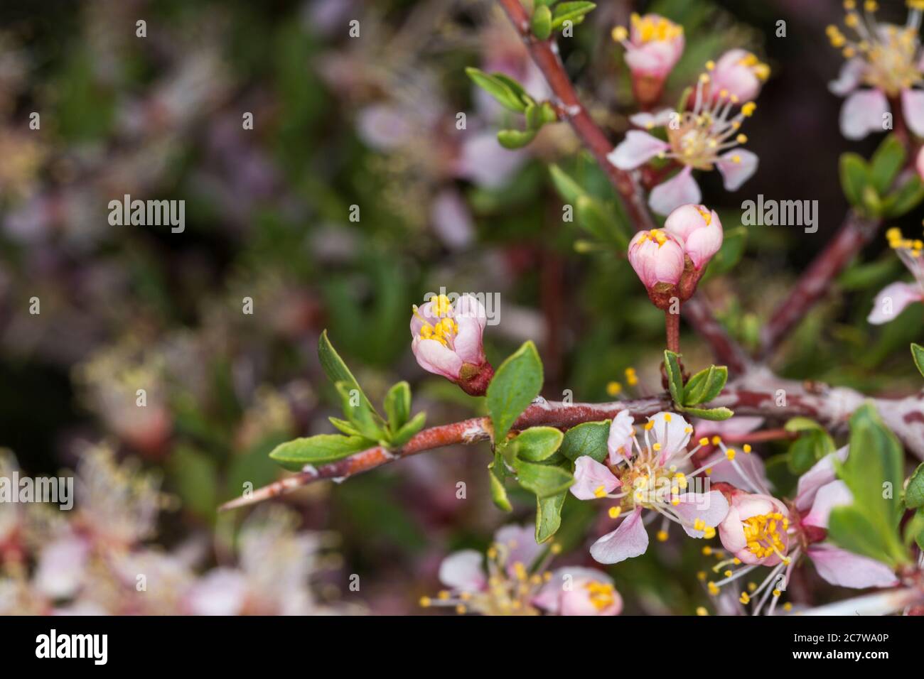 Sagebrush flower hi-res stock photography and images - Alamy