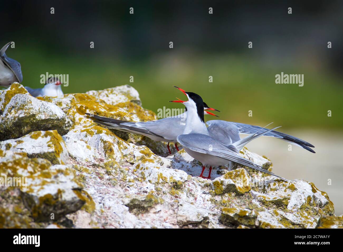 Cute bird tern. Bird nest. Colorful nature background. Bird: Common ...