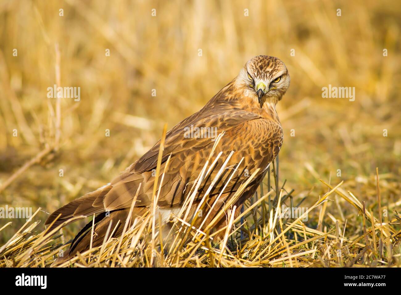 Bird of prey. Buzzard. Nature background Stock Photo - Alamy