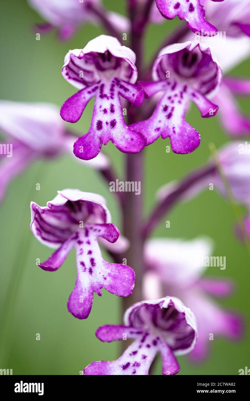 orchis militaris,The helmet orchid (Orchis militaris) is a plant ...