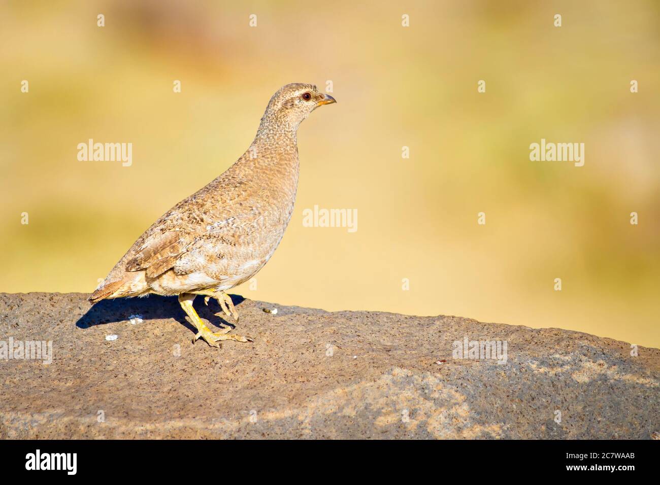 Cute yellow Partridge. Yellow nature background. Bird: See see ...