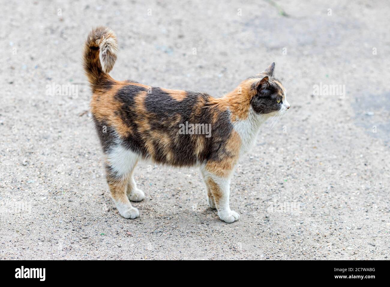 Wild tortoiseshell cat sideways standing on ground. Cat background ...