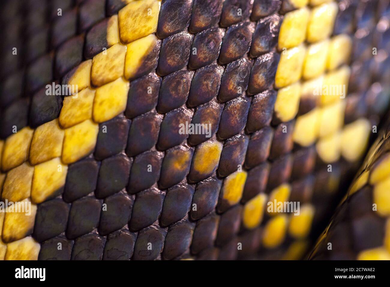 Snake skin texture hi-res stock photography and images - Alamy