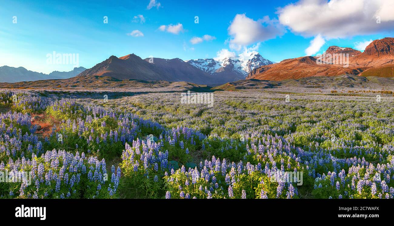 Typical Icelandic landscape with field of blooming lupine flowers next ...