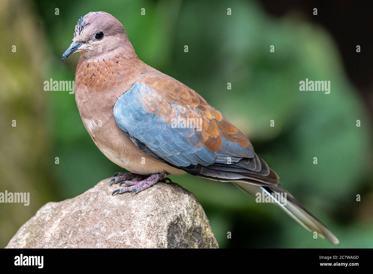 Senegal turtle dove hi-res stock photography and images - Alamy
