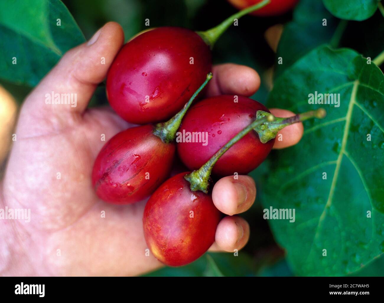 Hand held Red Tamarillo fruit hanging from a tree Stock Photo - Alamy