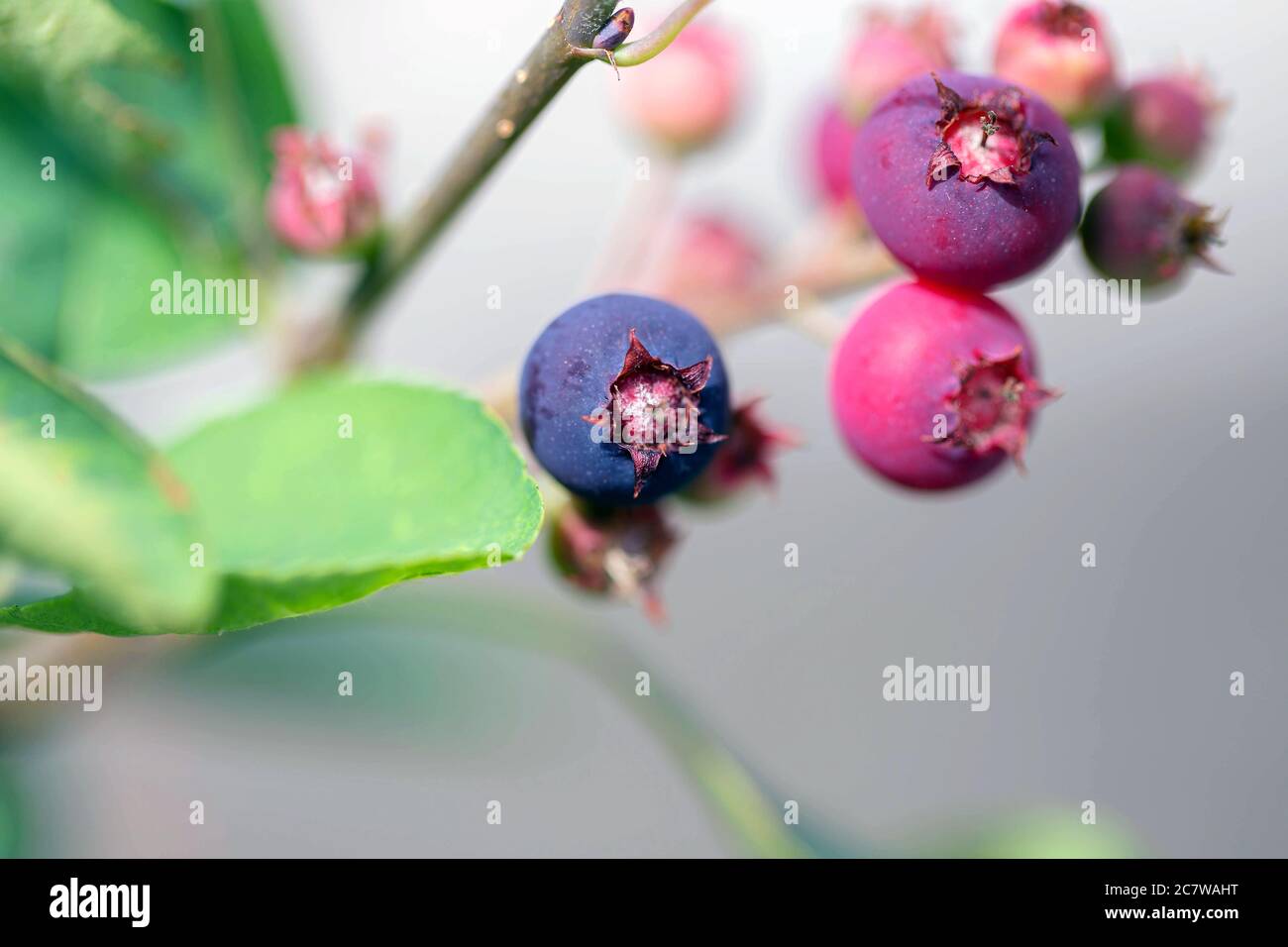 Cluster of purple berries hi-res stock photography and images - Alamy
