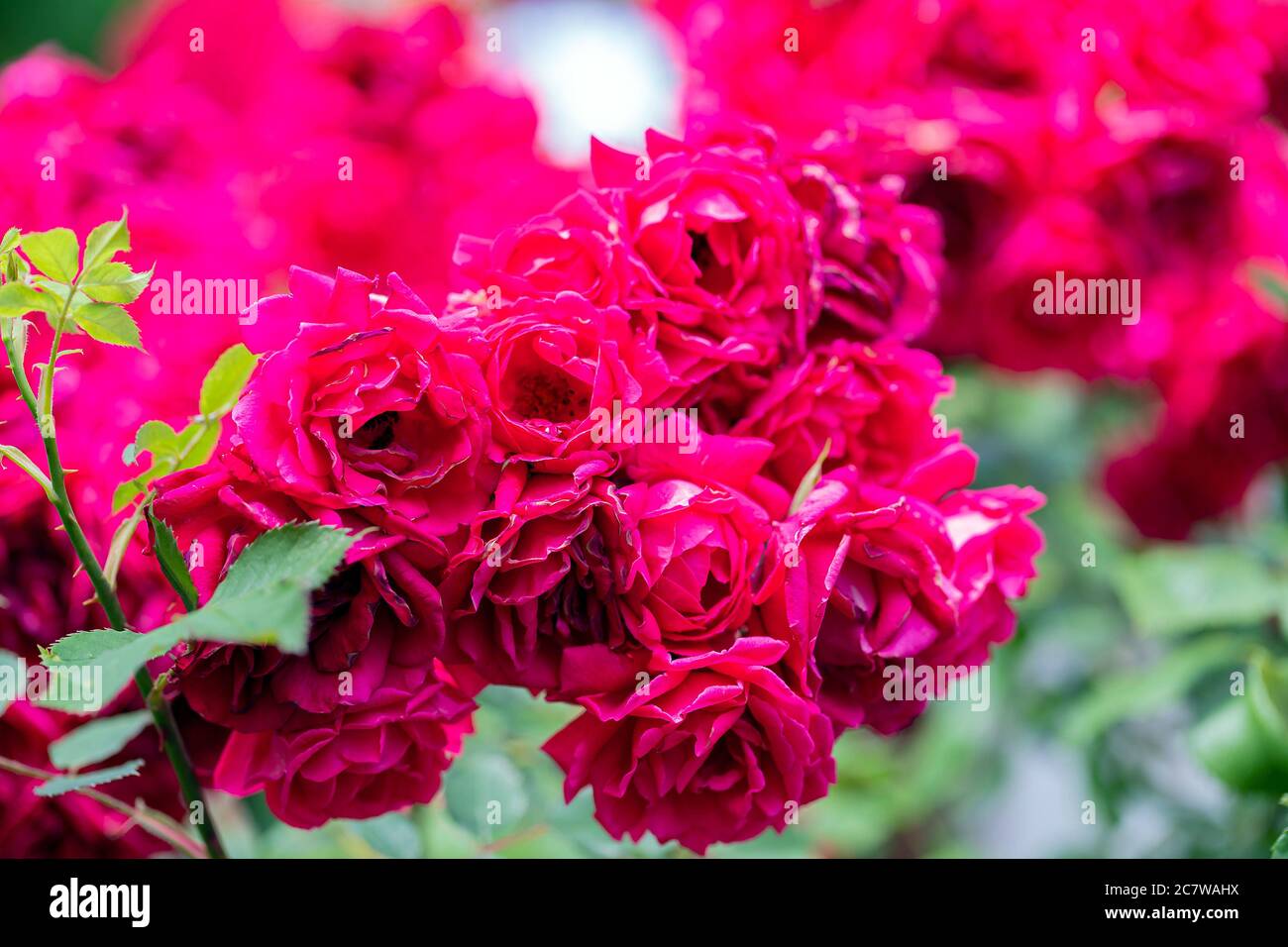 Fuchsia rose bush in blossom. Floral background, wallpaper, poster ...