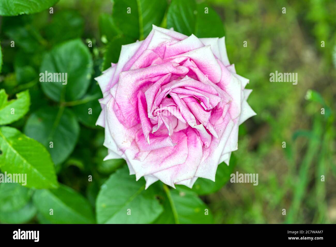 Wallpaper Blur Petals Rose
