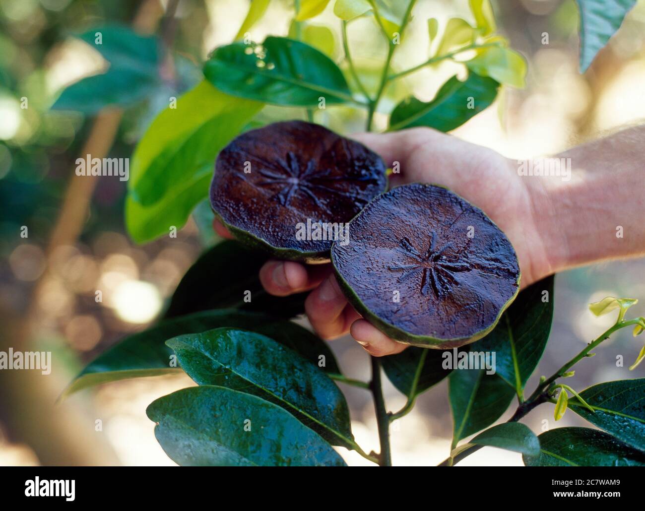 A black sapote, also known as a chocolate pudding fruit, is cut open ...