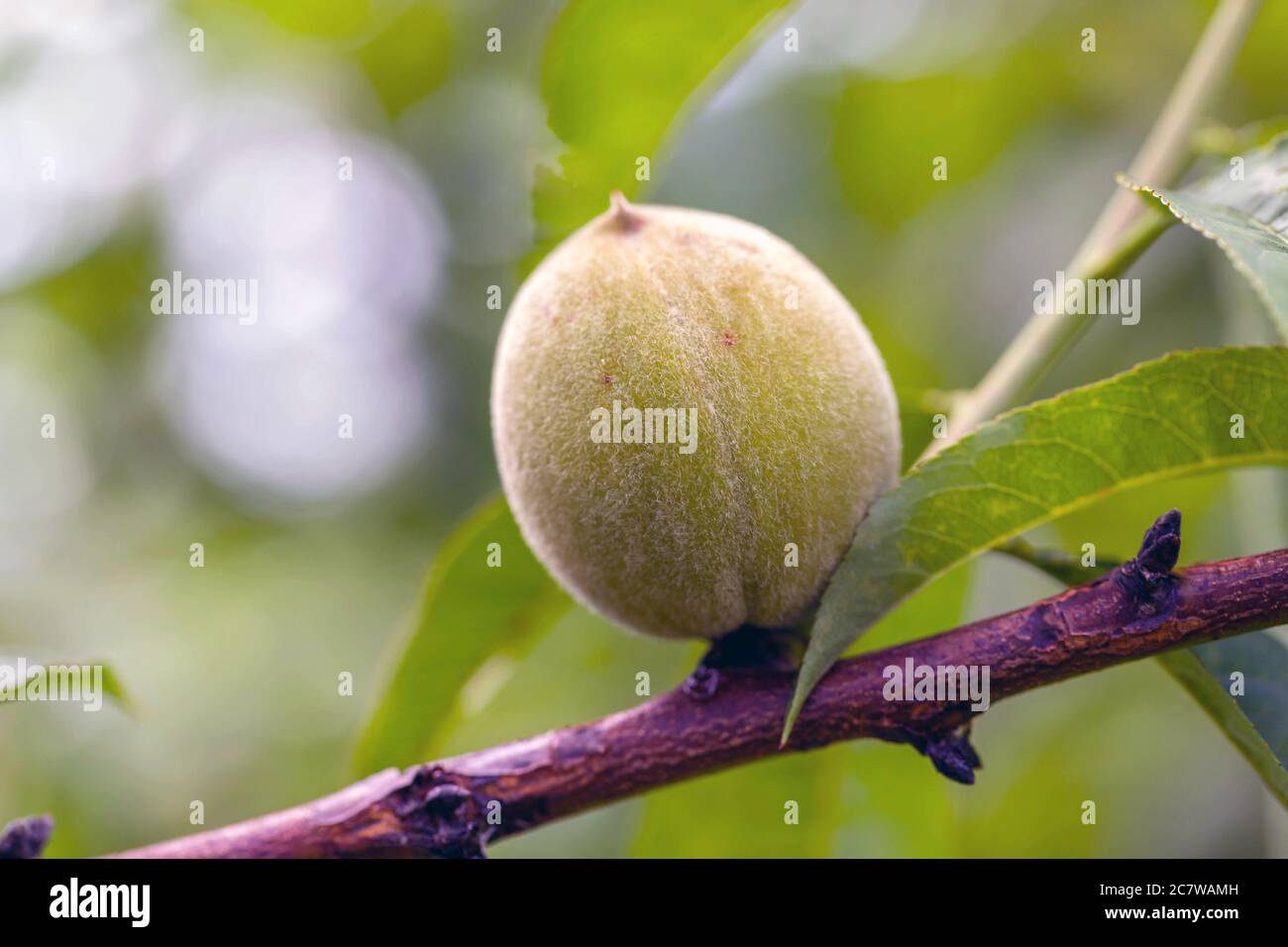 Peach growing on tree hi-res stock photography and images - Alamy