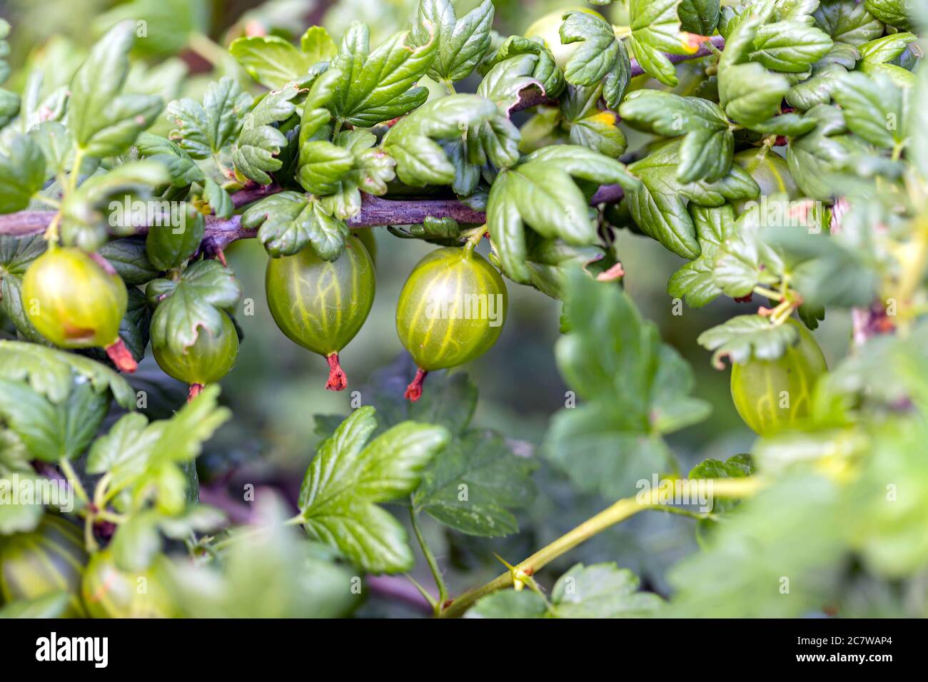 Close up of ripe green gooseberries on the bush. Fruit garden ...