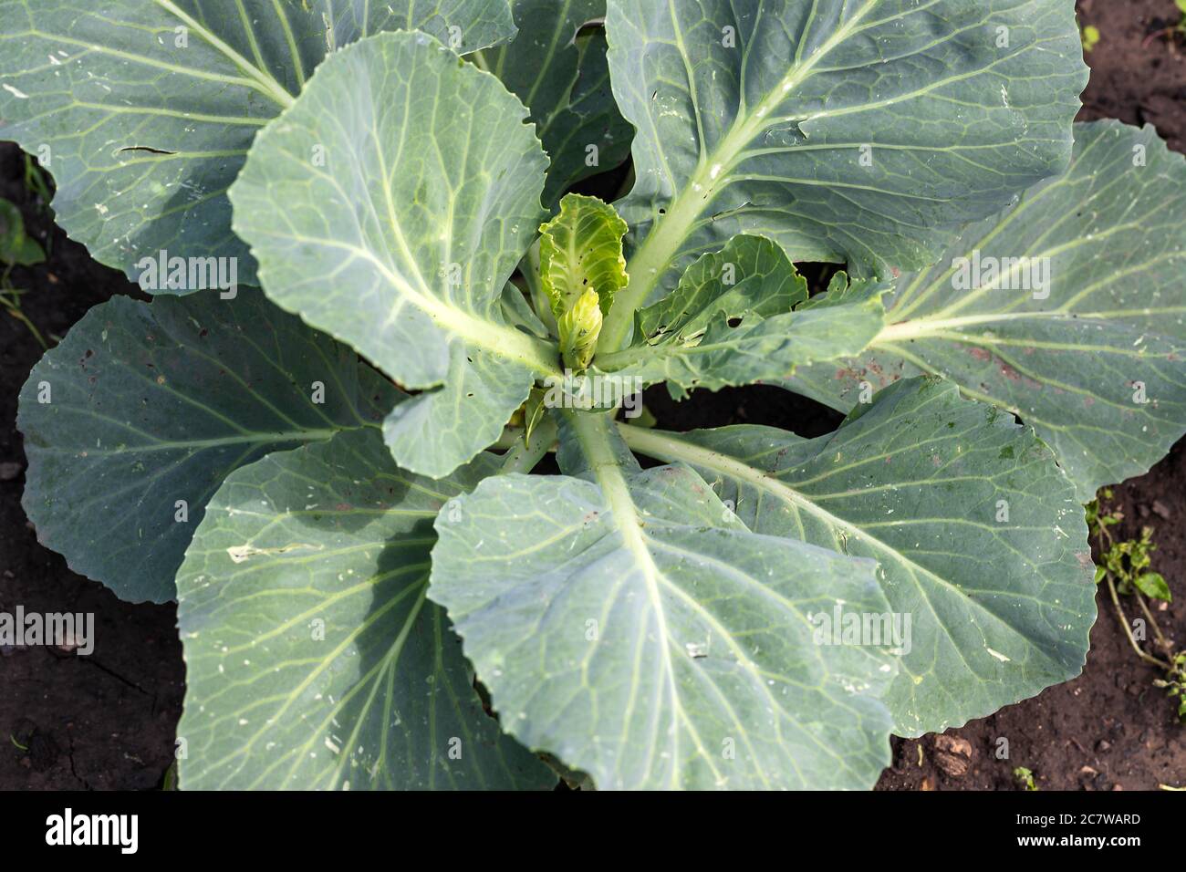 Cabbage growing in vegetable garden. Food background, concept ...