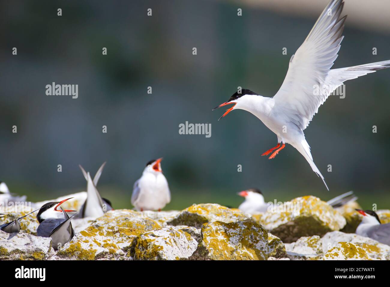 Common tern is feeding its family. Nature background and bird nest ...