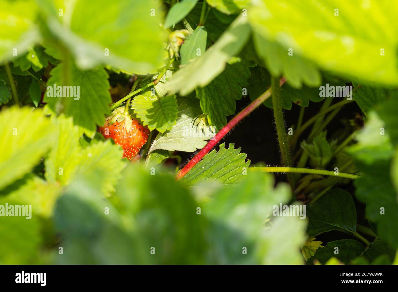 Ripe and unripe strawberries hi-res stock photography and images - Alamy