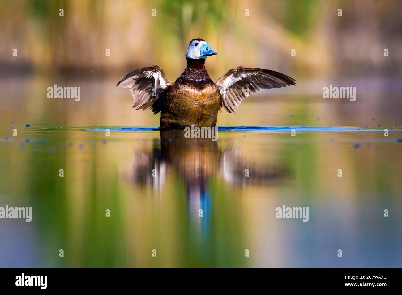 Water nature and birds. Colorful nature background Stock Photo - Alamy